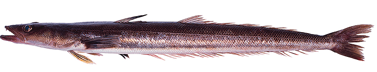 Orbital Foods – English – Orbital Foods